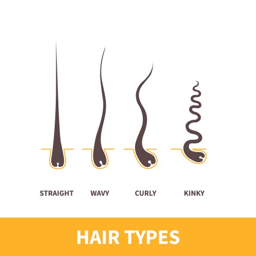 Hair types chart set of strands growth patterns Vector Image