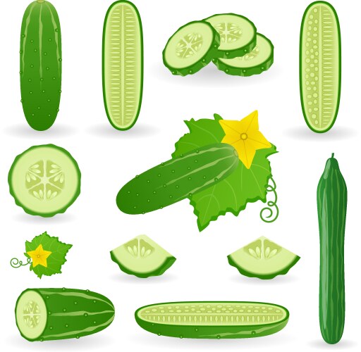 Cucumber vegetable Royalty Free Vector Image - VectorStock