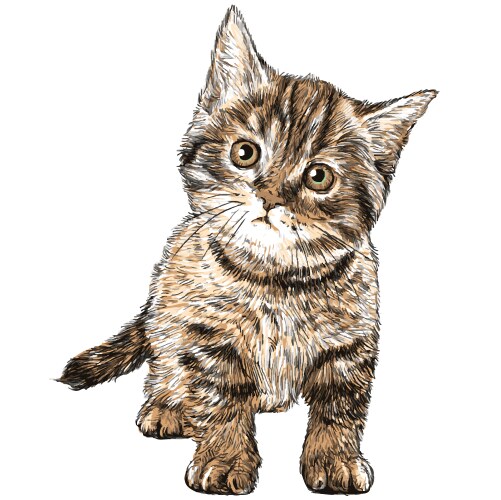 Cat color graphic artistic drawing Royalty Free Vector Image