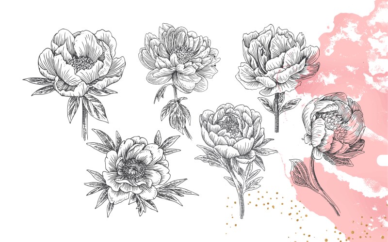 Ink hand drawn of ornate peonies Royalty Free Vector Image