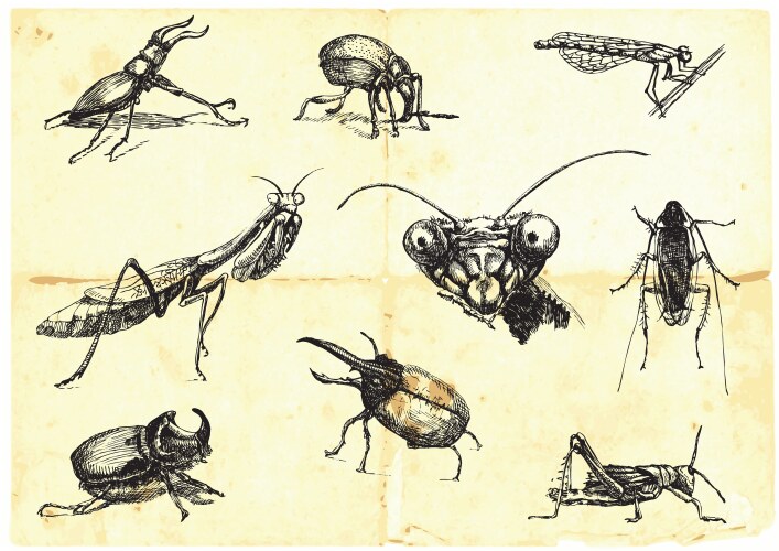 Insect Drawing Vector Images (over 76,000)