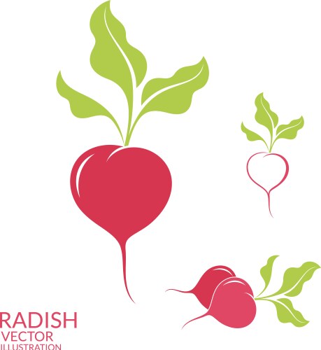 Colorful radish isolated Royalty Free Vector Image