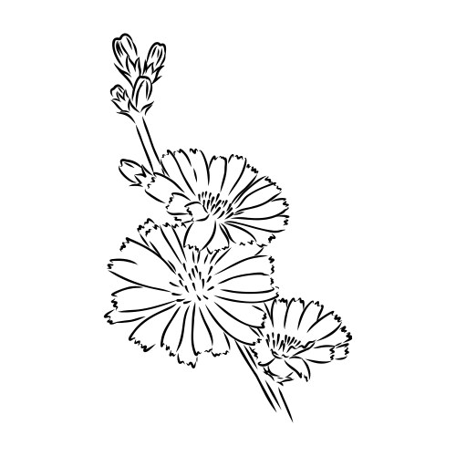 Hand drawing of a chicory flower Royalty Free Vector Image