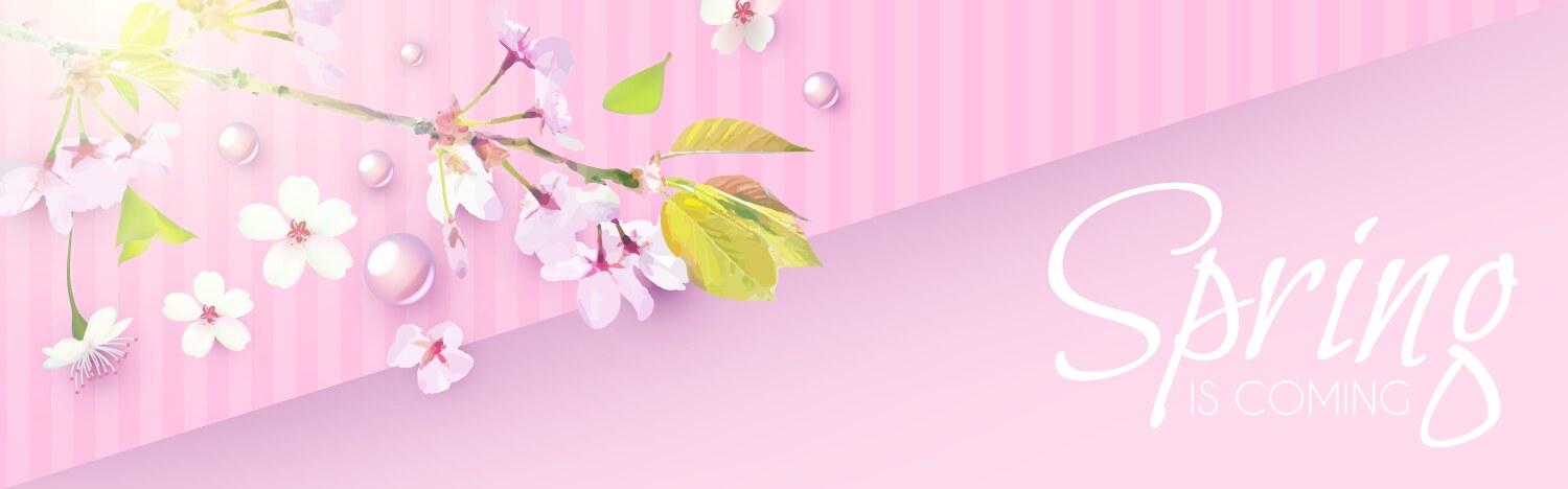 Soft flower spring background cherry blossom Vector Image