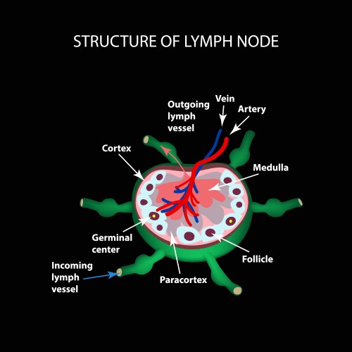 Anatomical structure of the lymph node Royalty Free Vector