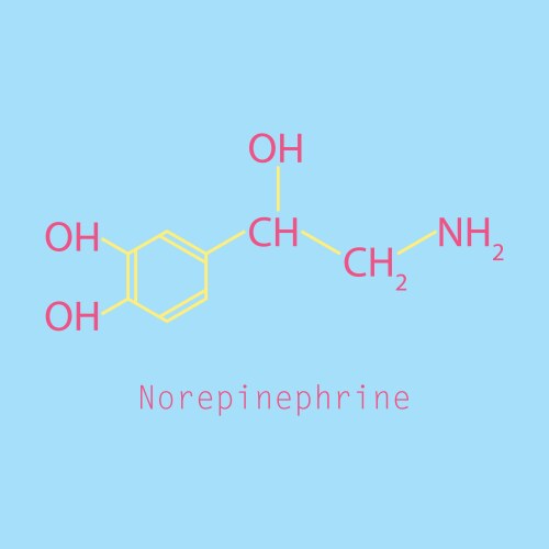 Norepinephrine noradrenaline norepi hormone Vector Image