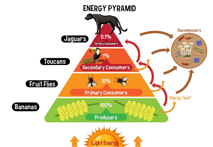 Energy Pyramid Diagram - Ecological Food Chain – Royalty-Free Vector ...