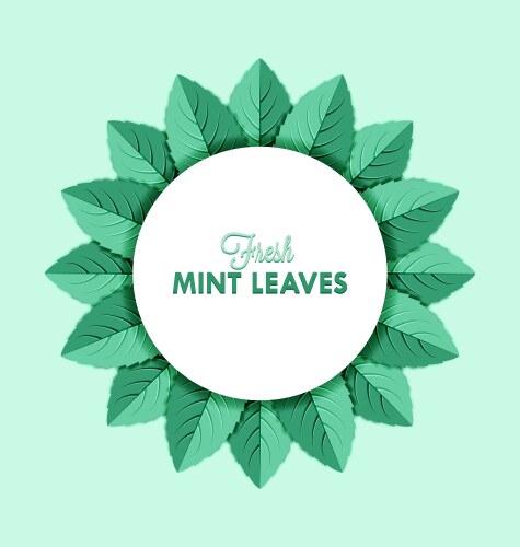 Background of lime and mint leaves Royalty Free Vector Image
