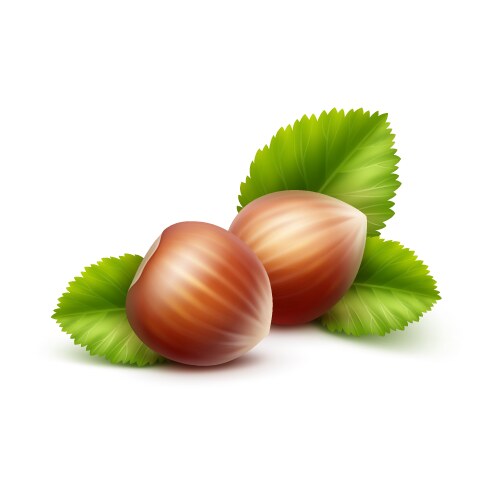 Hazelnut frame Royalty Free Vector Image - VectorStock
