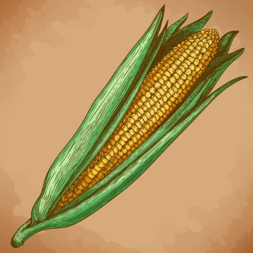 Corn Drawings Vector Images (over 11,000)