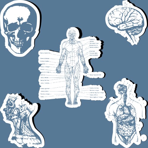 Anatomy Vector Images (over 230,000)