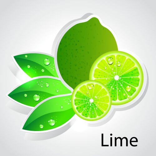 Two Juicy Limes Royalty Free Vector Image - VectorStock