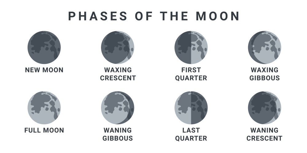 Moon phases concept the whole cycle from new Vector Image