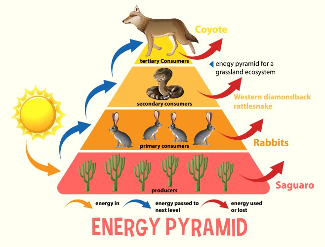 Ecological Pyramid Diagram – Royalty-Free Vector | VectorStock