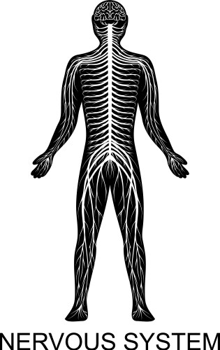 Anatomy of the nervous system Royalty Free Vector Image