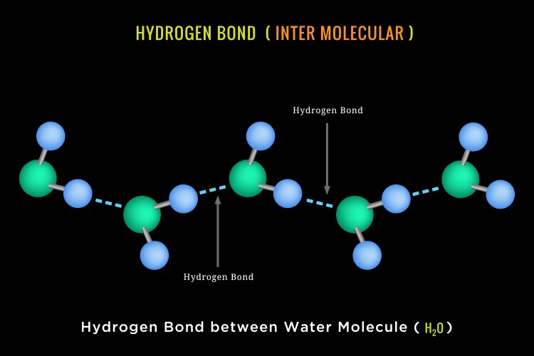 Hydrogen bond inter molecular Royalty Free Vector Image