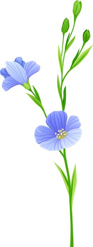 Flax Flower Linseed Vector Images (over 260)