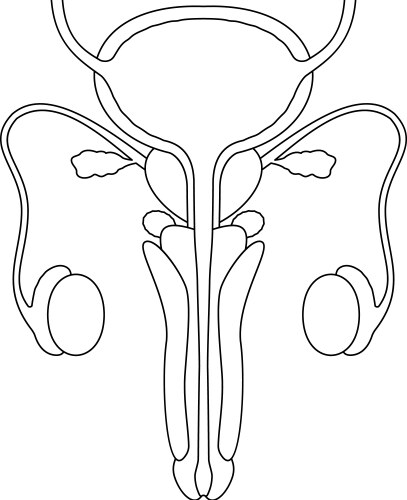 Male Reproductive System Vector Images (over 2,400)