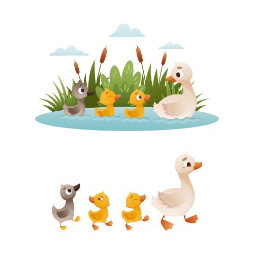 Waterfowl swimming in pond set ugly duckling Vector Image