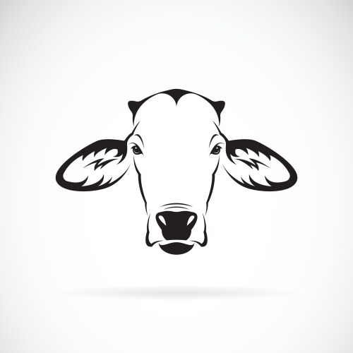 Highland cow head design on white background Vector Image
