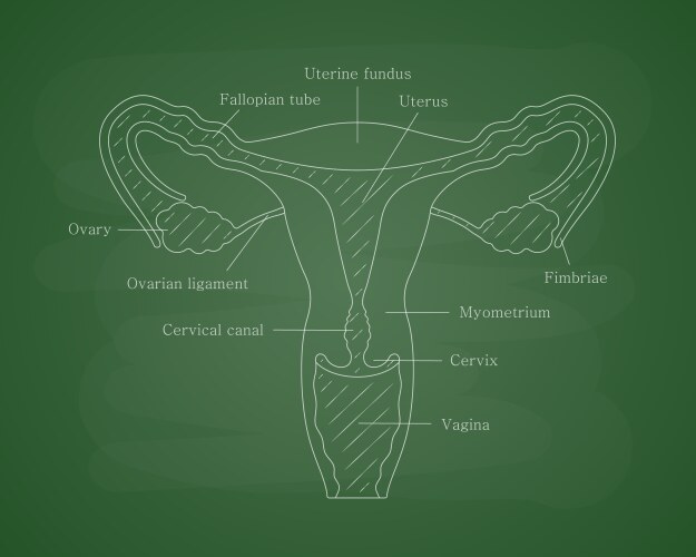 Female Reproductive Diagram Vector Images (over 1,600)