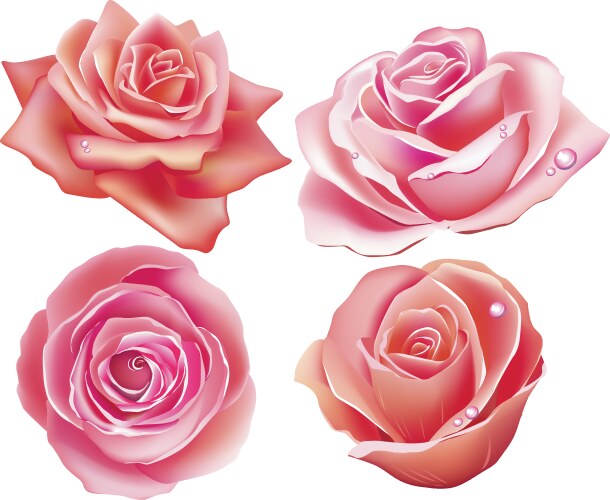 Rose Vector Images (over 330,000)