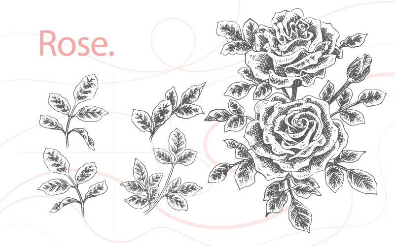 Rose Flower Vector Images (over 200,000)