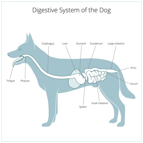 Structure and function of stomach anatomy system Vector Image
