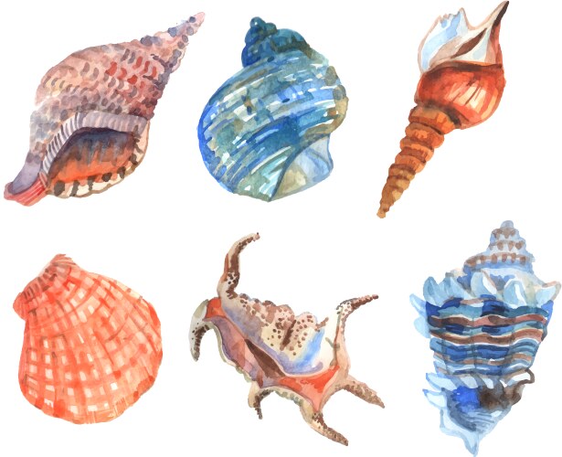 Watercolor seashell Royalty Free Vector Image - VectorStock