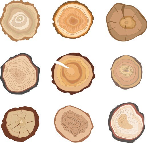 Tree Cross Section Vector Images (over 1,900)