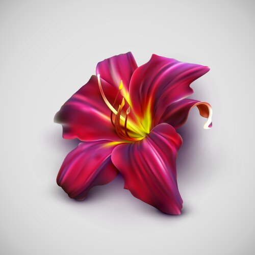 Lily Vector Images (over 48,000)