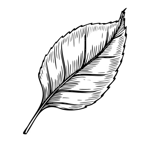 Leaf Outline Vector Images (over 300,000)