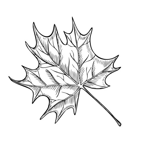Line Drawing Maple Leaf Vector Images (over 2,700)