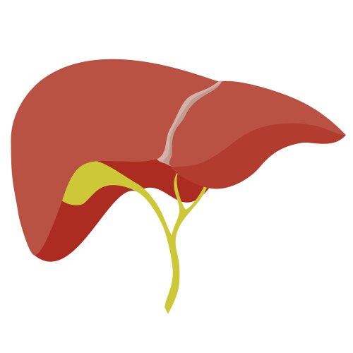 Liver Vector Images (over 24,000)