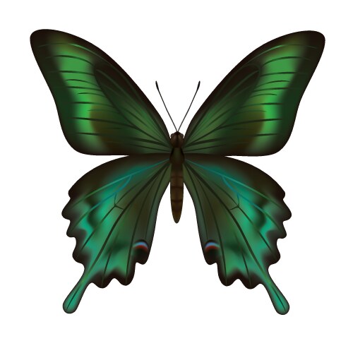 Realistic Butterfly Vector Images (over 6,500)