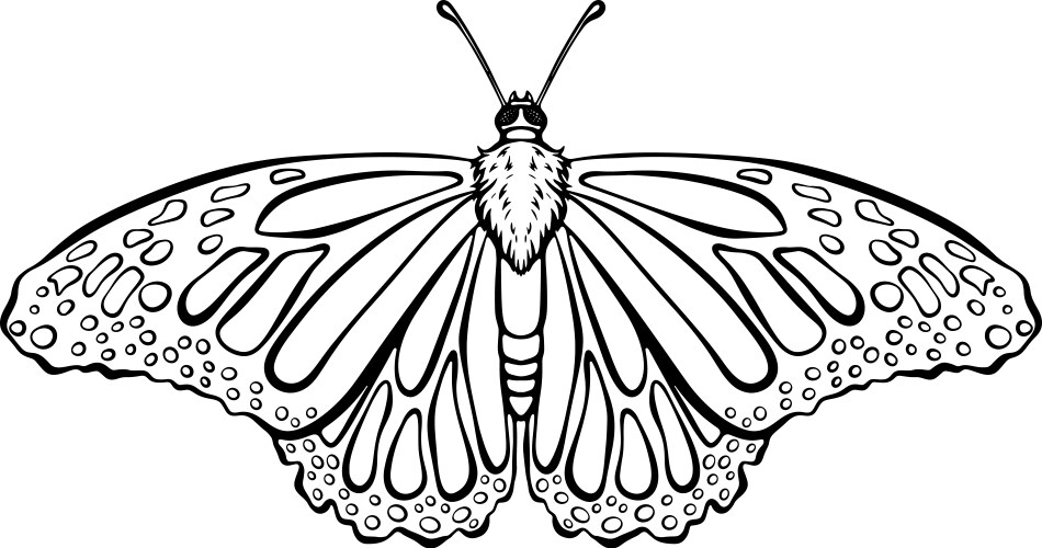 Detailed Butterfly Top View Royalty Free Vector Image