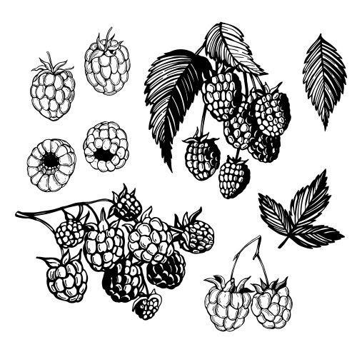 Raspberry seamless pattern drawing Royalty Free Vector Image