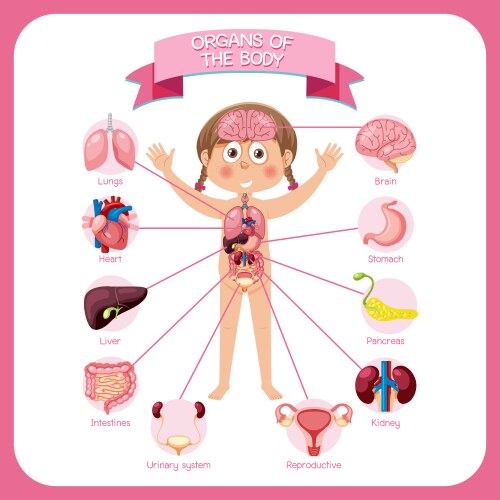 Internal organs kids Vector Images & Graphics for Commercial Use ...