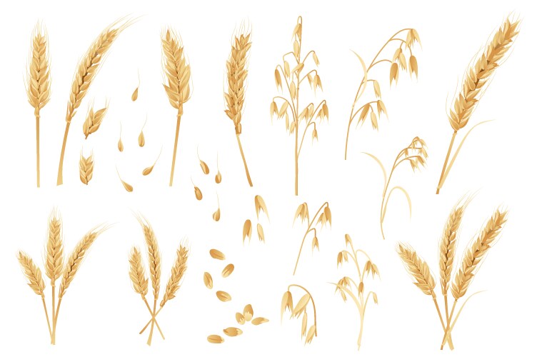 Oats Vector Images (over 19,000)