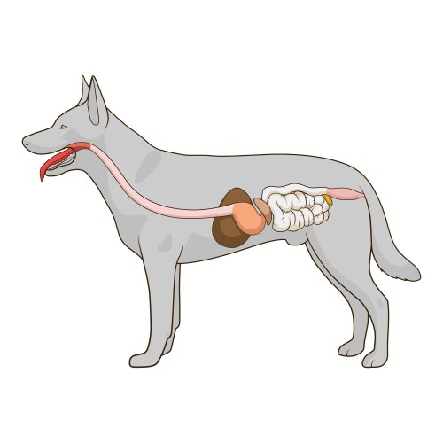 Dogs Digestive System Vector Images (73)