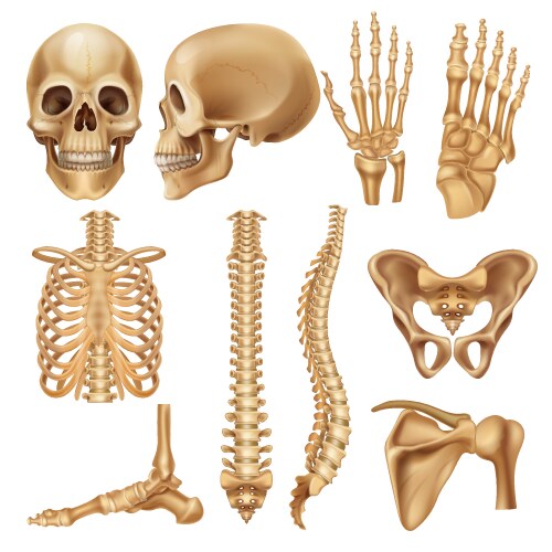 Realistic chest bones Royalty Free Vector Image
