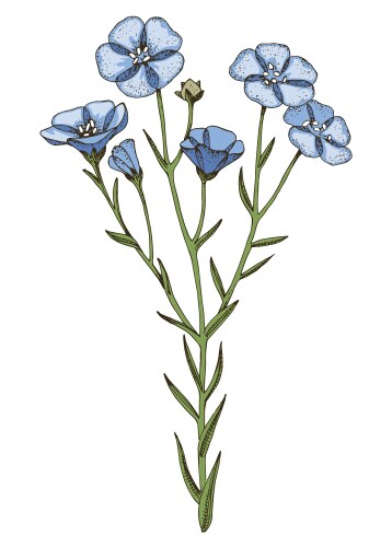 Hand drawn silhouettes of flax plant Royalty Free Vector