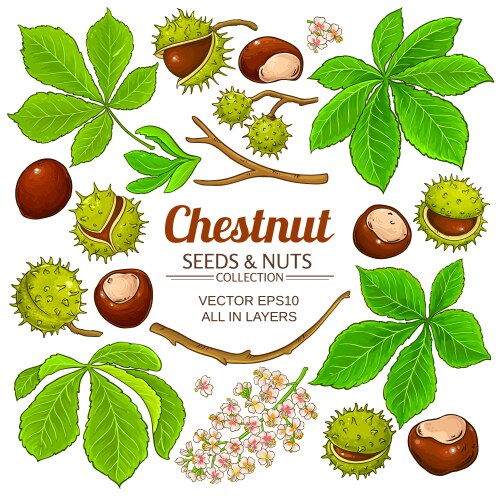 Chestnut flower on white Royalty Free Vector Image