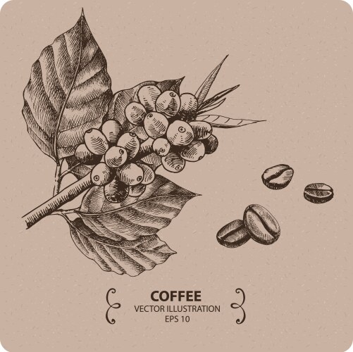 Coffee Beans Vector Images (over 86,000)