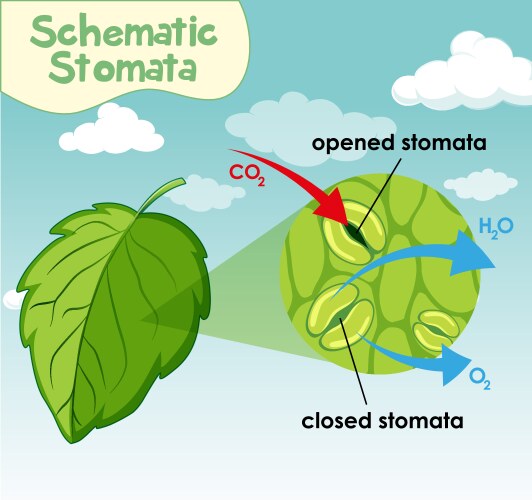 Diagram showing stomata on white background Vector Image