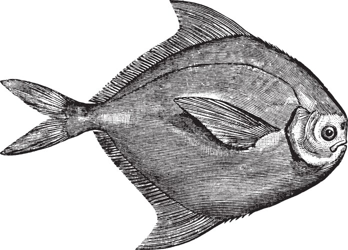 Fish Line Drawing Vector Images (over 35,000)