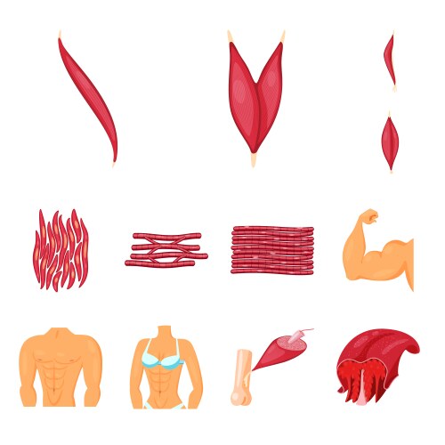 Deltoid Muscle Vector Images (over 1,100)