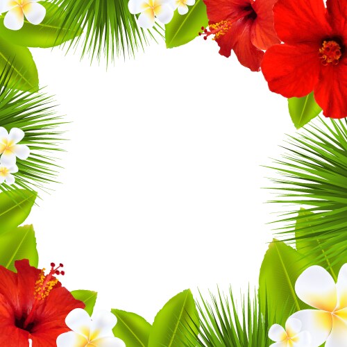 Tropical Border Vector Images (over 30,000)