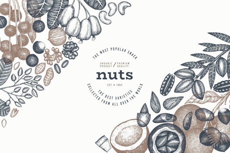 Hand drawn nuts branch and kernels template Vector Image
