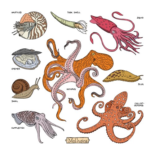 Octopus banner Royalty Free Vector Image - VectorStock